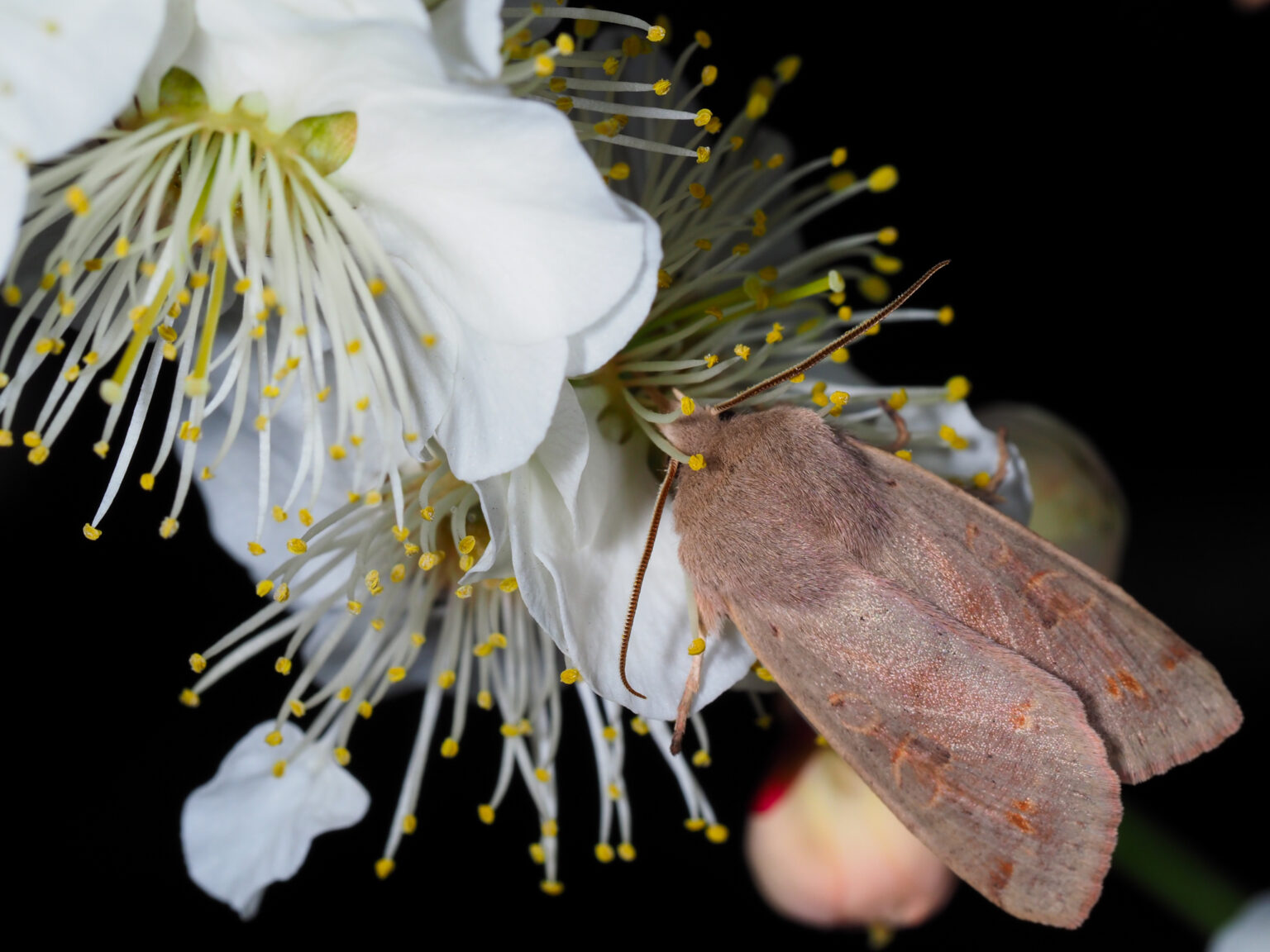 一日一蟲 ~ある虫屋の呟き~